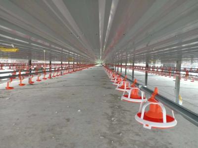 Cina Sistema d'alimentazione bevente del pollo automatico per l'attrezzatura di avicoltura del pollo in vendita