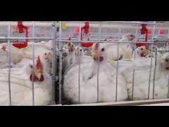 Automatic Poultry Drinking Line Chicken Nipple Drinker Cup