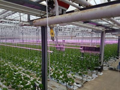 Cina Barra luminosa di fioritura 18w IP65 di alluminio della pianta del fiore LED per le piante crescenti in vendita