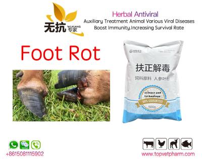 China Cattle herbal antiviral remedies cattle foot rot treatment and prevention for sale