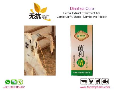 China Herbal Extract Treatment For Cattle(Calf) . Sheep（Lamb）. Pig(Piglet) Diarrhea. for sale