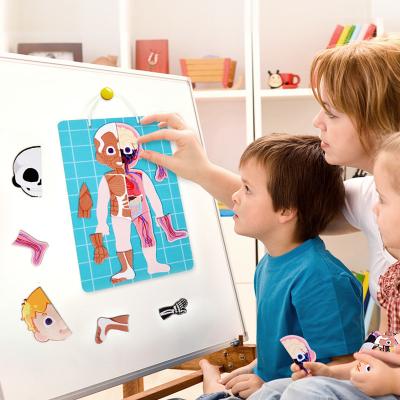 China 48 Stks Magnetische puzzels voor kinderen Menselijke anatomie puzzel Montessori lichaamsdelen legpuzzel Te koop