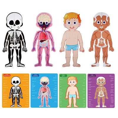 China Anatomia do corpo humano que aprende o brinquedo magnético do enigma para idades 3-8 crianças 48Pcs com caixa à venda