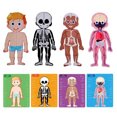 Cina Giochi magnetici di puzzle del GAMBO per l'apprendimento umano dei muscoli di Scheletons degli organi di parti del corpo in vendita