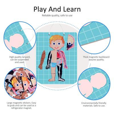 Cina Giochi magnetici di puzzle del GAMBO per l'apprendimento umano dei muscoli di Scheletons degli organi di parti del corpo in vendita