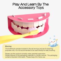 China ASTM Brushing Teeth Model For Homeschool Learning for sale