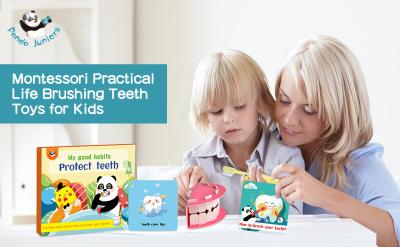 Cina I denti di spazzolatura di ASTM modellano For Homeschool Learning in vendita