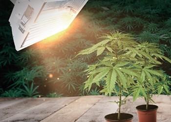 China High Pressure Sodium HID Grow Lights A350 ,  DE Grow Light For Large Scale Greenhouse for sale