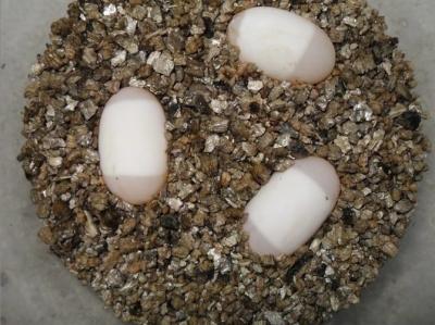 China big size gold yellow vermiculite for hatch eggs,5-8mm.8kg/bag for sale