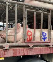 China Animal Marking Paint for sale