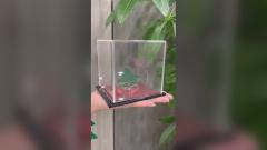 Display box 2