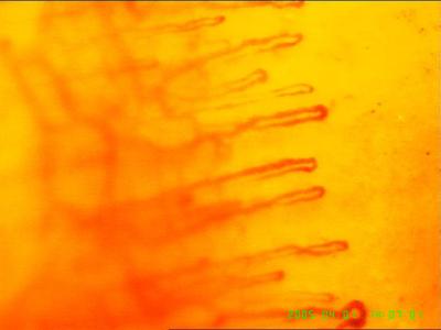 Cina Microscopio capillare del sangue per la rilevazione della salute del corpo, una garanzia da 1 anno in vendita