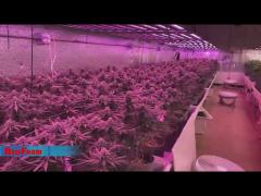 RedFarm LM301H 1200W 4'x6' Led Grow Lights