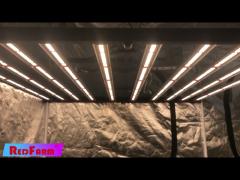 1 000 watt di luce per la coltivazione della cannabis