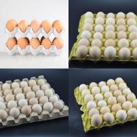 China 40KW Recycled Paper Egg Tray Machine Pulp Molding Machine Processing Type PLC Controlled for sale