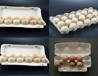 China Reliable Waste Pulp Egg Tray Making Machine Computer Controlled CE / ISO Approval for sale