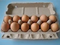 China Big Capacity Rotary Type Paper Egg Tray Machine Controlled By Computers for sale