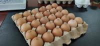 China Small Scale Making Forming 2000 pcs Paper Egg Tray pulp egg carton Machine for sale