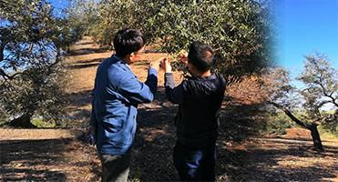 DADI olive oil packaging expertise