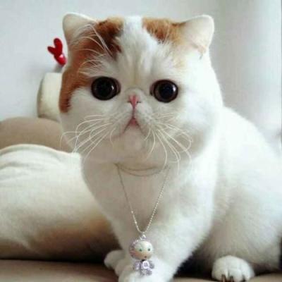 China Analizadores veterinarios del analizador de la química de la atención sanitaria de los animales domésticos/del auto de la bioquímica en venta