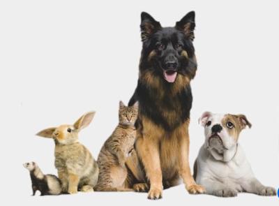 China Duurzame Veterinaire Bloedanalysator, Klinische Chemieanalysator Met lange levensuur Te koop