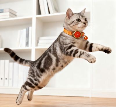 China Durable Pet Collar for Cats Orange Smart Round Power Button Bell Metal Buckle Webbing for sale