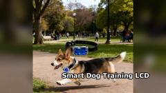 Dog Training Collar LCD Screen Dog Fence