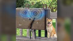 Dog Barking Deterrent