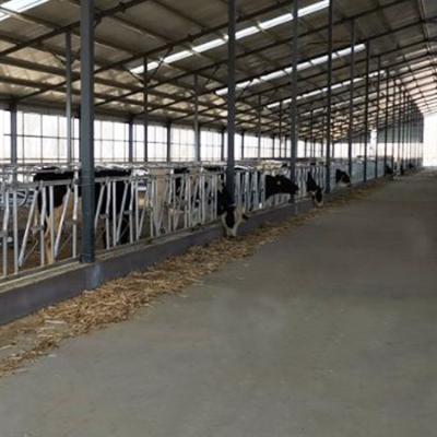 Cina Tubo d'acciaio galvanizzato caldo di lunghezza 6m della serratura capa robusta della mucca in vendita