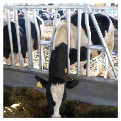 Cina Attrezzatura delle attrezzature agricole di 20 degli insiemi delle attrezzature agricole prese di testa della mucca da latte in vendita