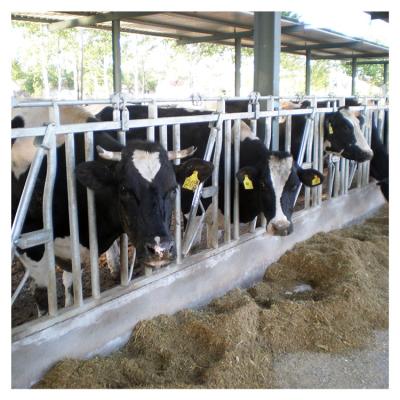 China 20 Sets Farm Machinery Dairy Cow Headlocks Farm Machinery Equipment for sale