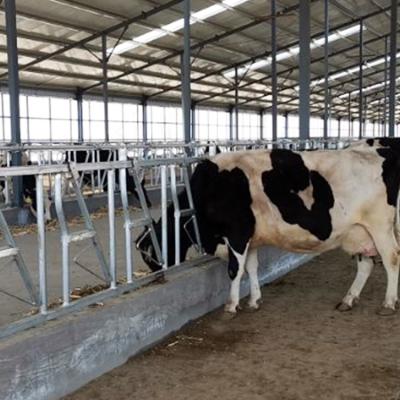Cina Attrezzatura d'alimentazione dell'anti di corrosione di spessore 3mm della mucca latteria capa della serratura in vendita