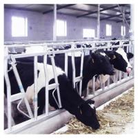 China Customized Self Closing Cattle Head Lock Gates Large Fixed for sale