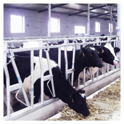 China Customized Self Closing Cattle Head Lock Gates Large Fixed for sale