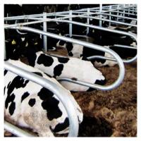 China Galvanized Pipe Free Stall Barn for sale