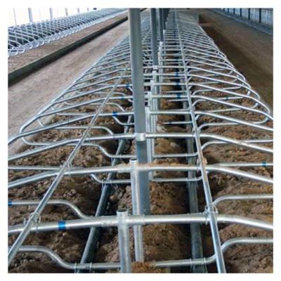 Cina Il doppio libero di colore del nastro del granaio della stalla della mucca di lunghezza 2.3m ha parteggiato in vendita