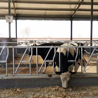China Installed Easily Width 75cm Cow Head Lock Sturdy Built Headlocks for sale