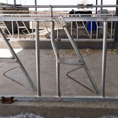 China Installed Easily Width 75cm Cow Head Lock Sturdy Built Headlocks for sale