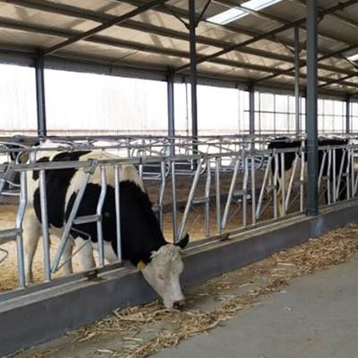 China Installed Easily Width 75cm Cow Head Lock Sturdy Built Headlocks for sale