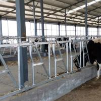China rest place Thickness 3mm Headlocks For Beef Cattle 8 Head Lock a set for sale