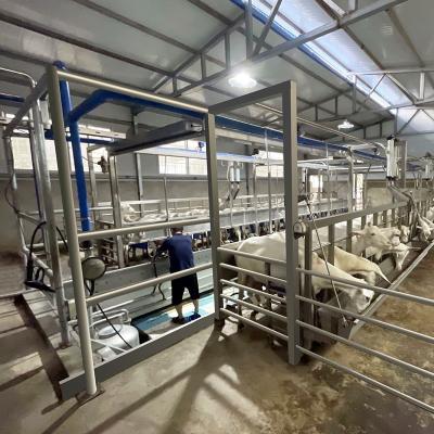 Cina Depressione di alimentazione della sala di mungitura della spina di pesce della capra SUS304 tipo rapido conduttura dell'uscita in vendita