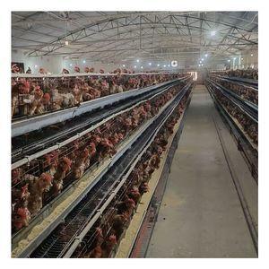 China Stepped Structure Type a Poultry Egg Layer Chicken Cages for sale