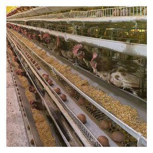 China Type a Graduated Farming Cages for Layers Chicken Cage for sale
