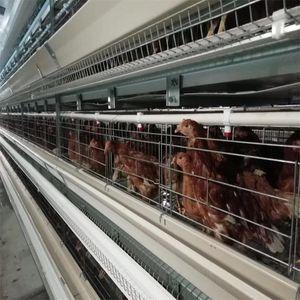 China Automatic Chicken Raising Equipment Battery Layer Domestic Chicken Coop with Plastic Automatic Feeder for sale