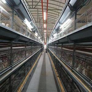 China High Survival Rate a Type Battery Automatic Pullet Rearing Equipment for sale