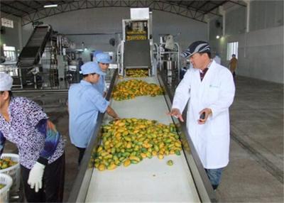 Cina linea di produzione automatica dell'imbottigliatrice della bevanda del succo di frutta 20000BPH/tè/bevanda in vendita