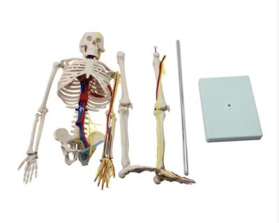 China Reusable Medical Healthcare Products 85cm Anatomical Human Skeleton Model for sale