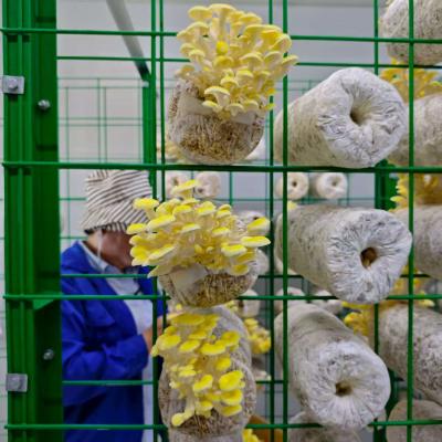 China Commercial Mushroom Farming Made Easy With Mushroom Container for sale
