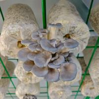 China Eco Friendly Mushroom Container For Educational Purposes Durable Versatile for sale