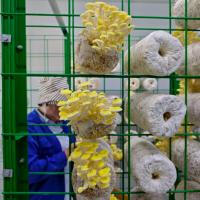 China Efficient Resource Utilization High Productivity Mushroom Cultivation Container for sale